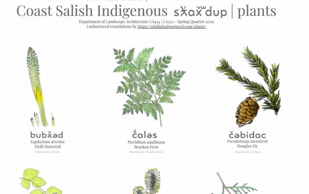 Virtual Exhibit: Coast Salish Indigenous Plants - Mountains To Sound ...