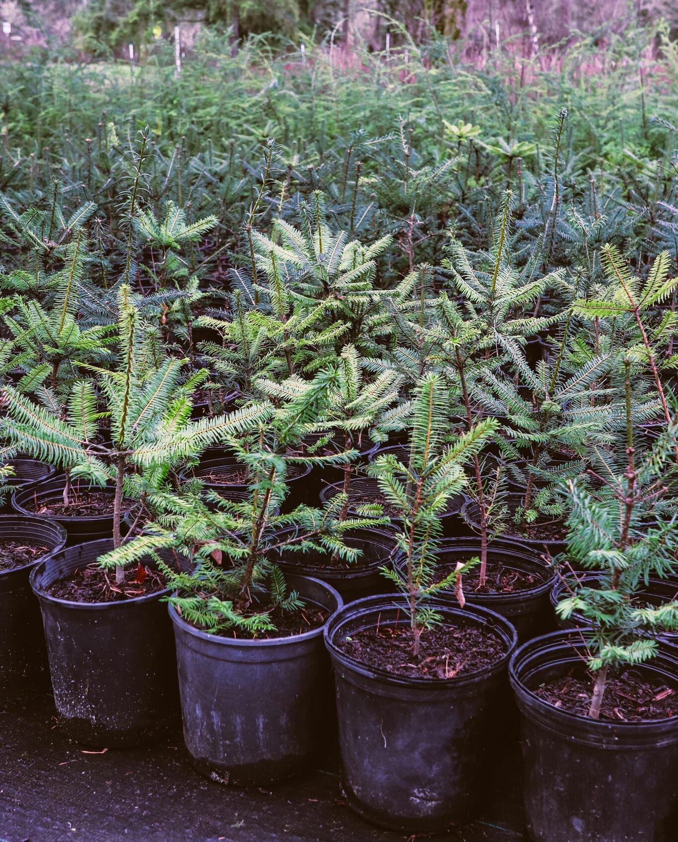 Raising a Forest: A Look Into the Greenway Native Plants Nursery ...