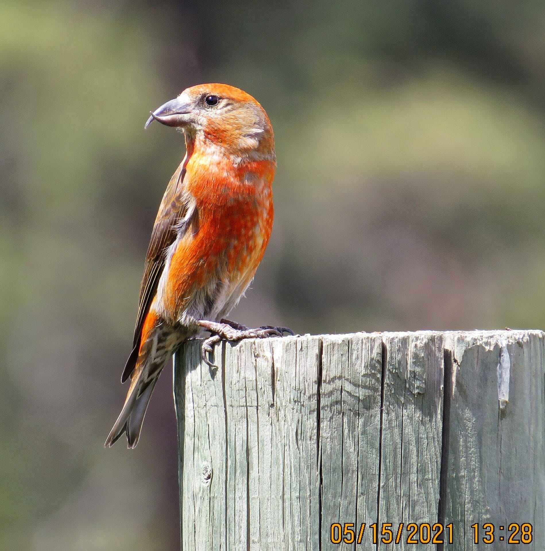 10 Birds to See in the Teanaway Community Forest - Mountains To Sound ...