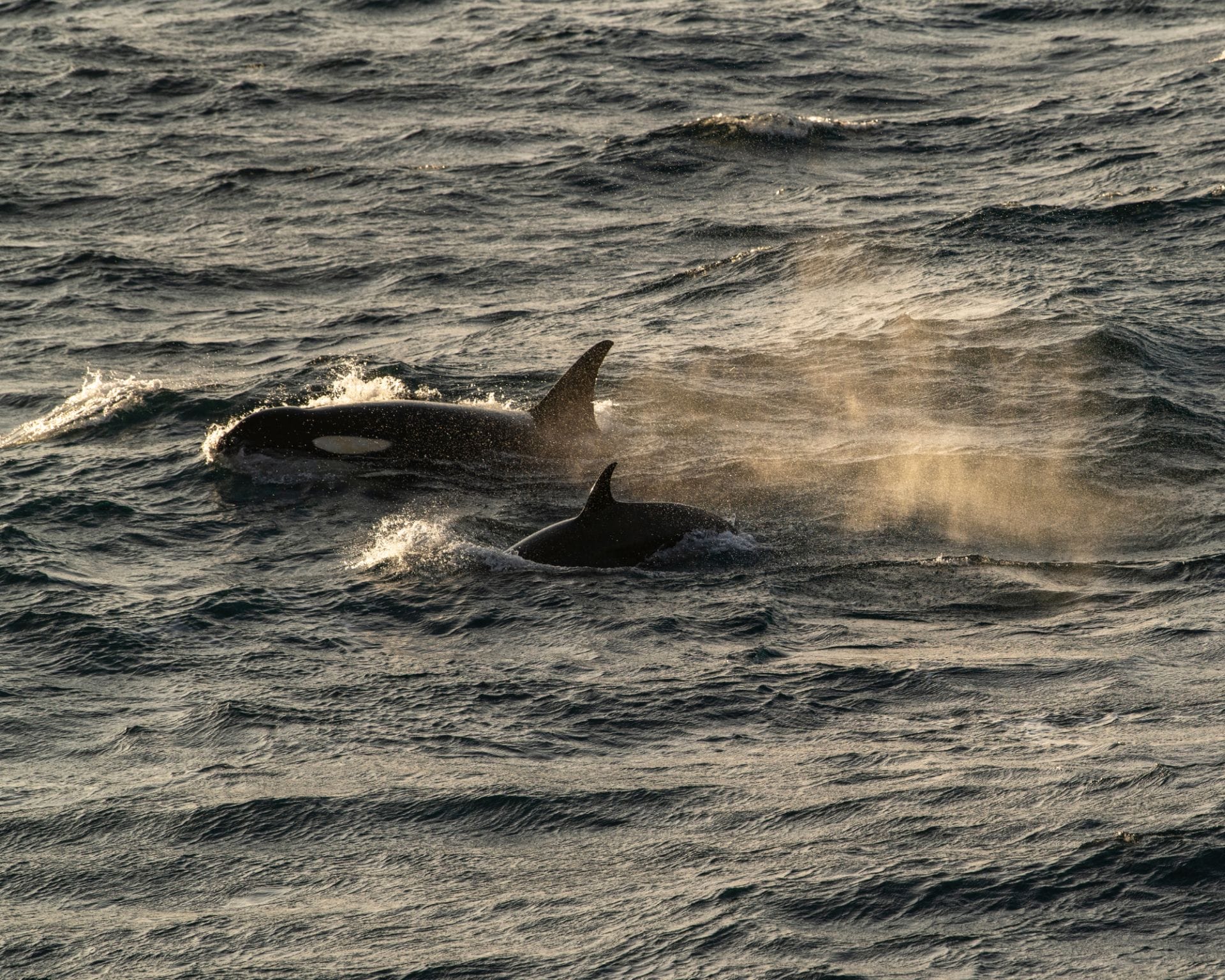 The Problem With Orca Babies and Becoming Part of the Solution. A Q&A ...