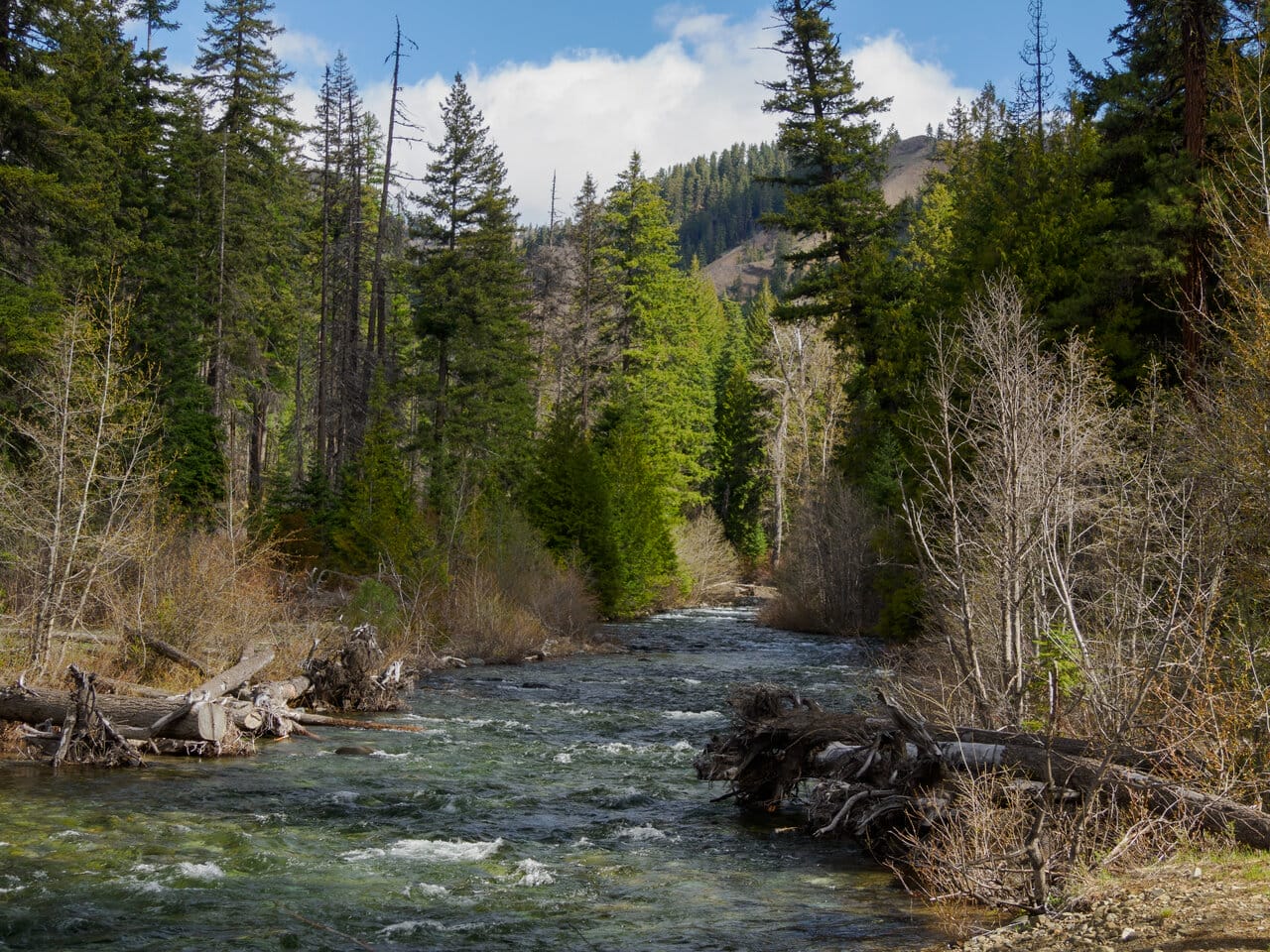 Restoring The Teanaway River - Mountains To Sound Greenway Trust