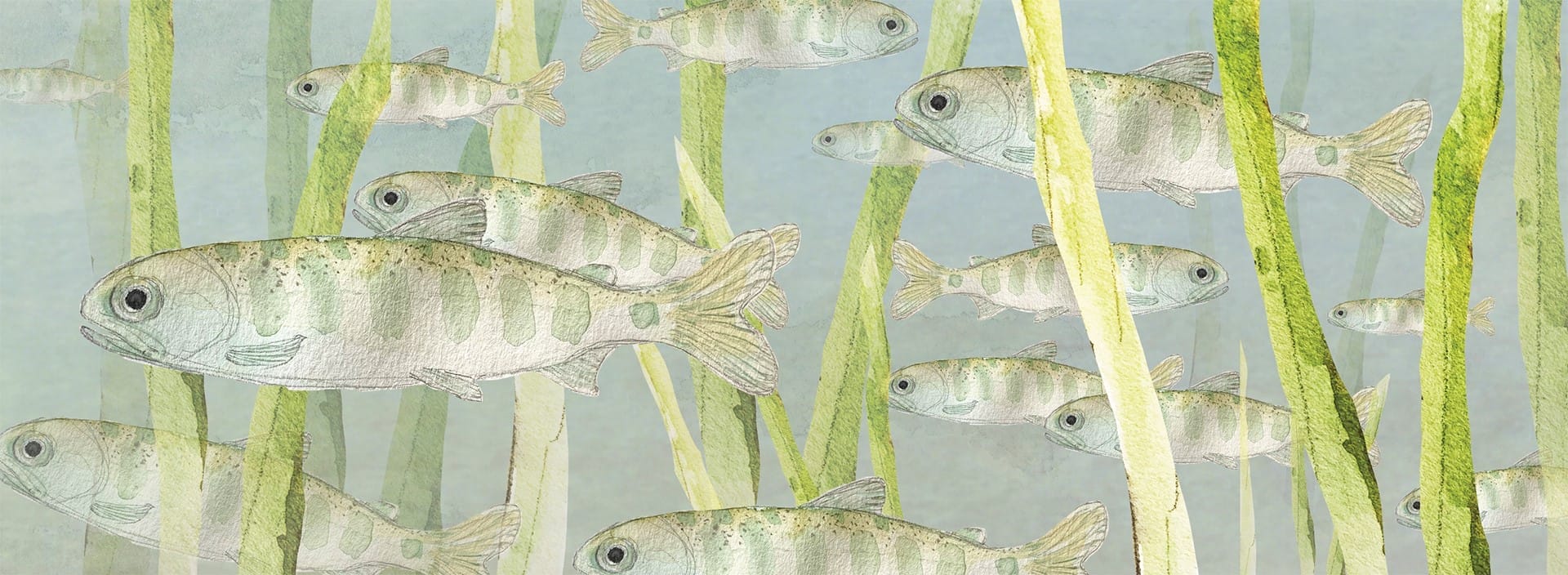 The Story of Salmon in the Greenway NHA - Mountains To Sound Greenway Trust