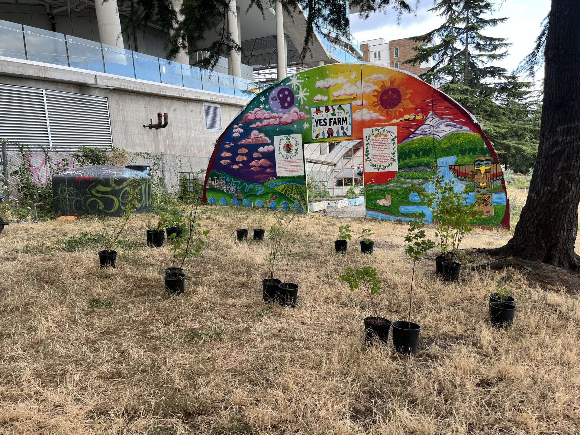 Creating Yes Forest: A Pathway to an Urban Farm in Seattle - Mountains ...