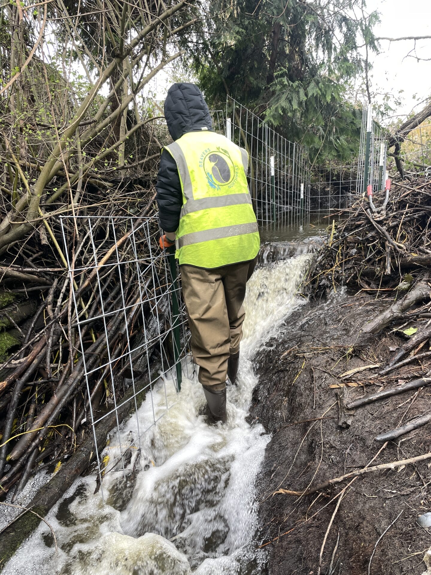 How To Coexist with Beavers: A Q&A With Beavers Northwest - Mountains ...